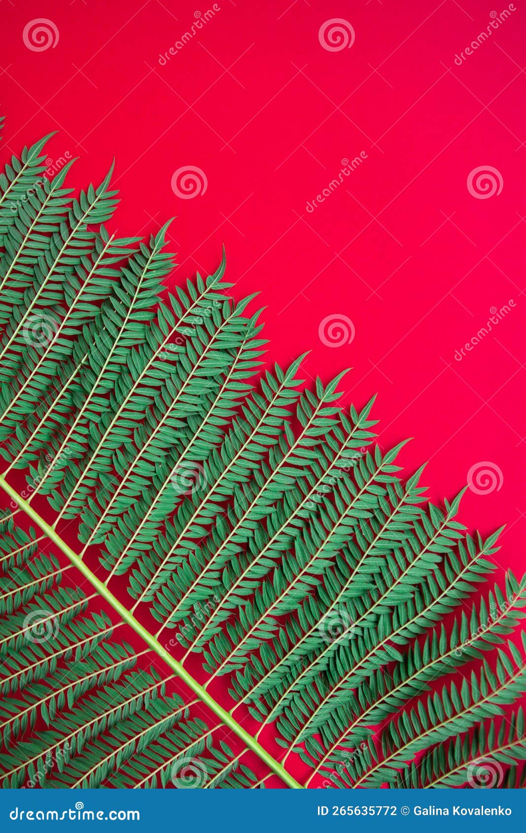 Tropical Leaves on a Red Background. Stock Photo - Image of design ...