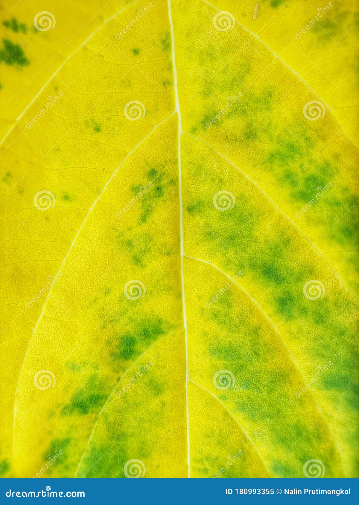 Tropical Leaves Texture. Yellow Leaves Wallpaper Stock Image - Image of ...