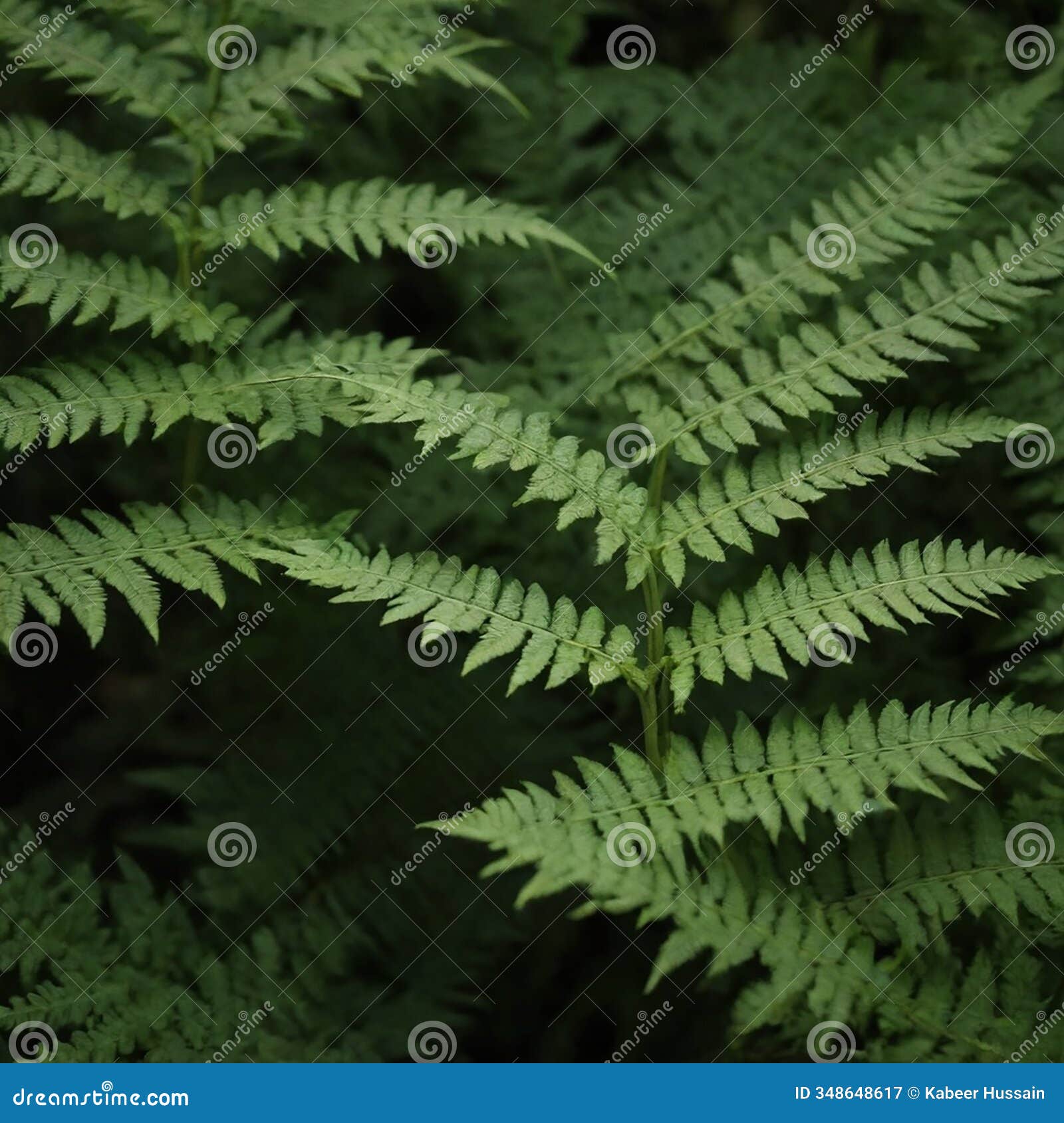 Tropical Leaves Vector Set. Phoenix Palm Leaf Isolated on White ...