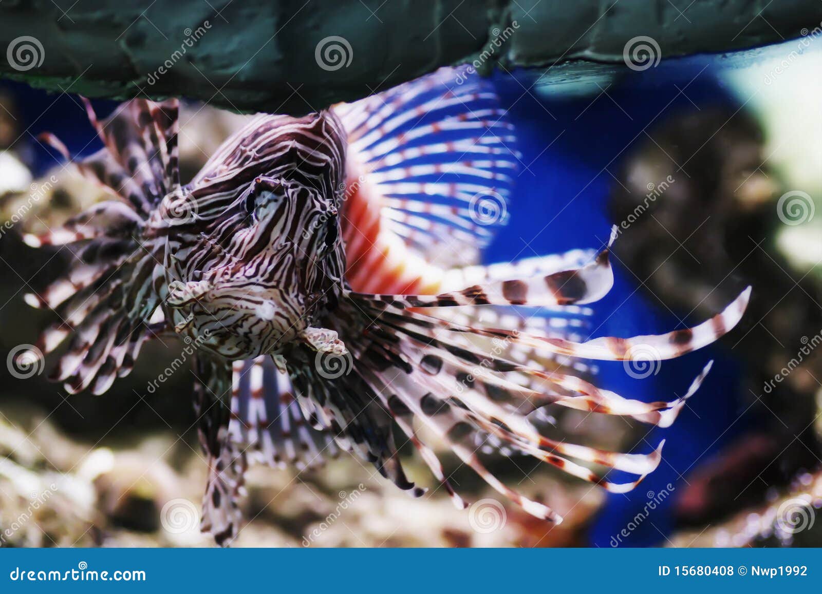Tropical leonfish stock photo. Image of hurghada, scorpionfish - 15680408
