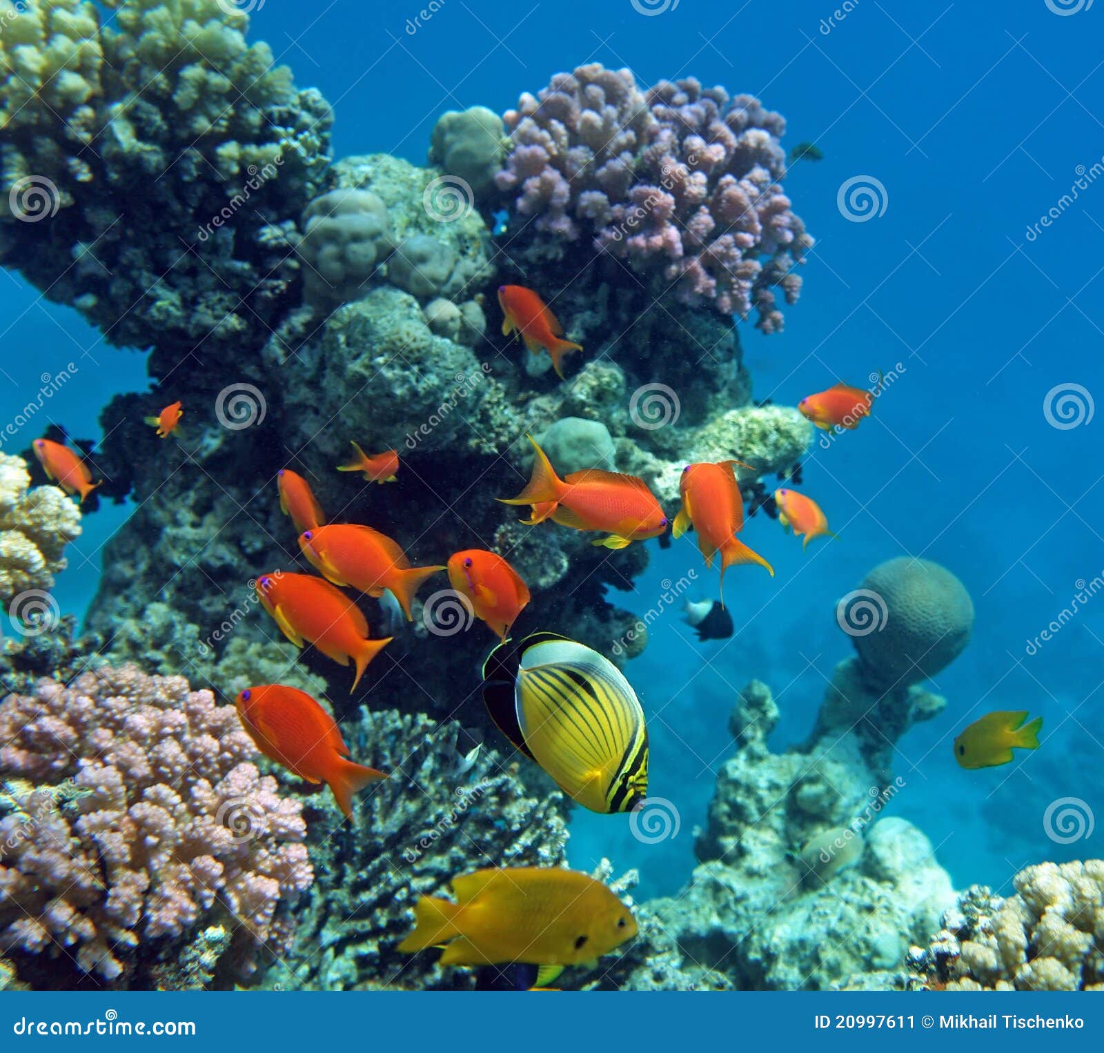 Tropical life stock image. Image of gold, fish, marine - 20997611