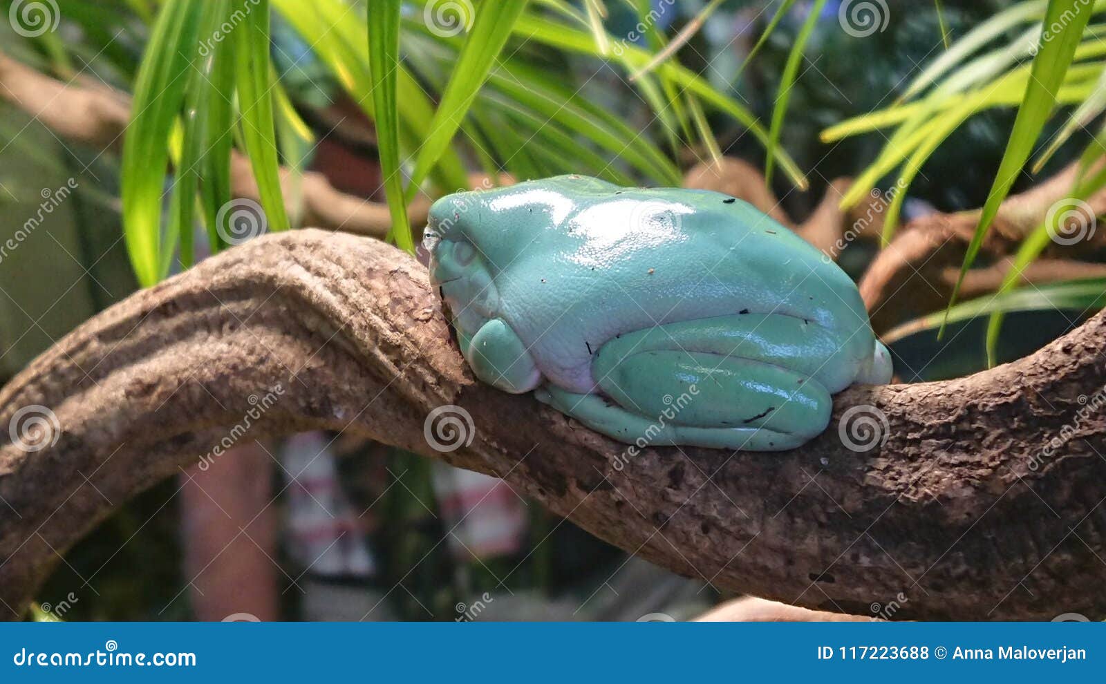 Tropical Light Blue Tree Frog Stock Photo - Image of frog, treefrog ...