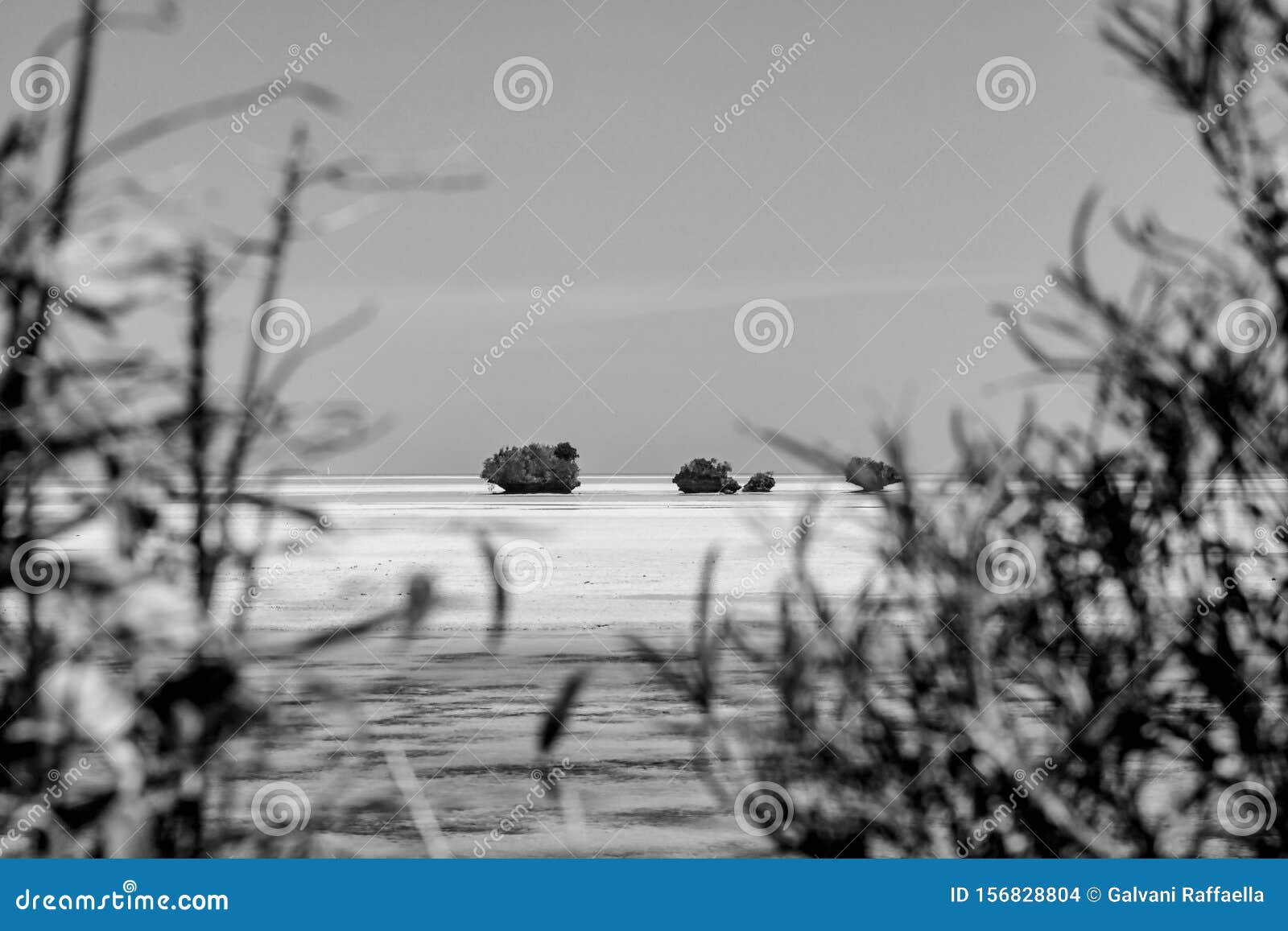 Tropical Limestone Rocks in the Low Tide Stock Photo - Image of branch ...