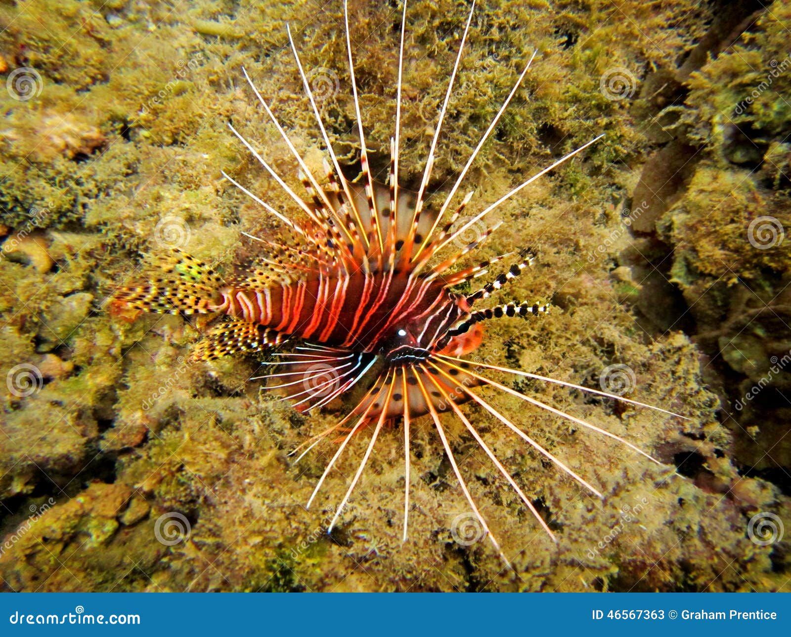 Tropical Line Fish stock image. Image of snorkeling, creature - 46567363