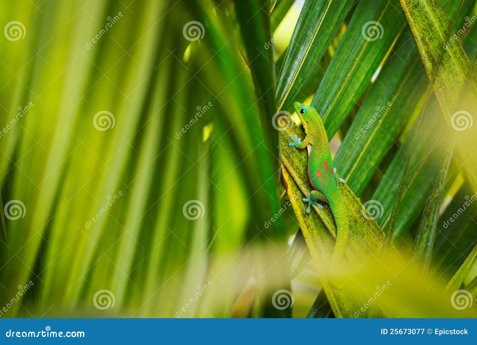 Tropical Lizard stock image. Image of look, chameleon - 25673077