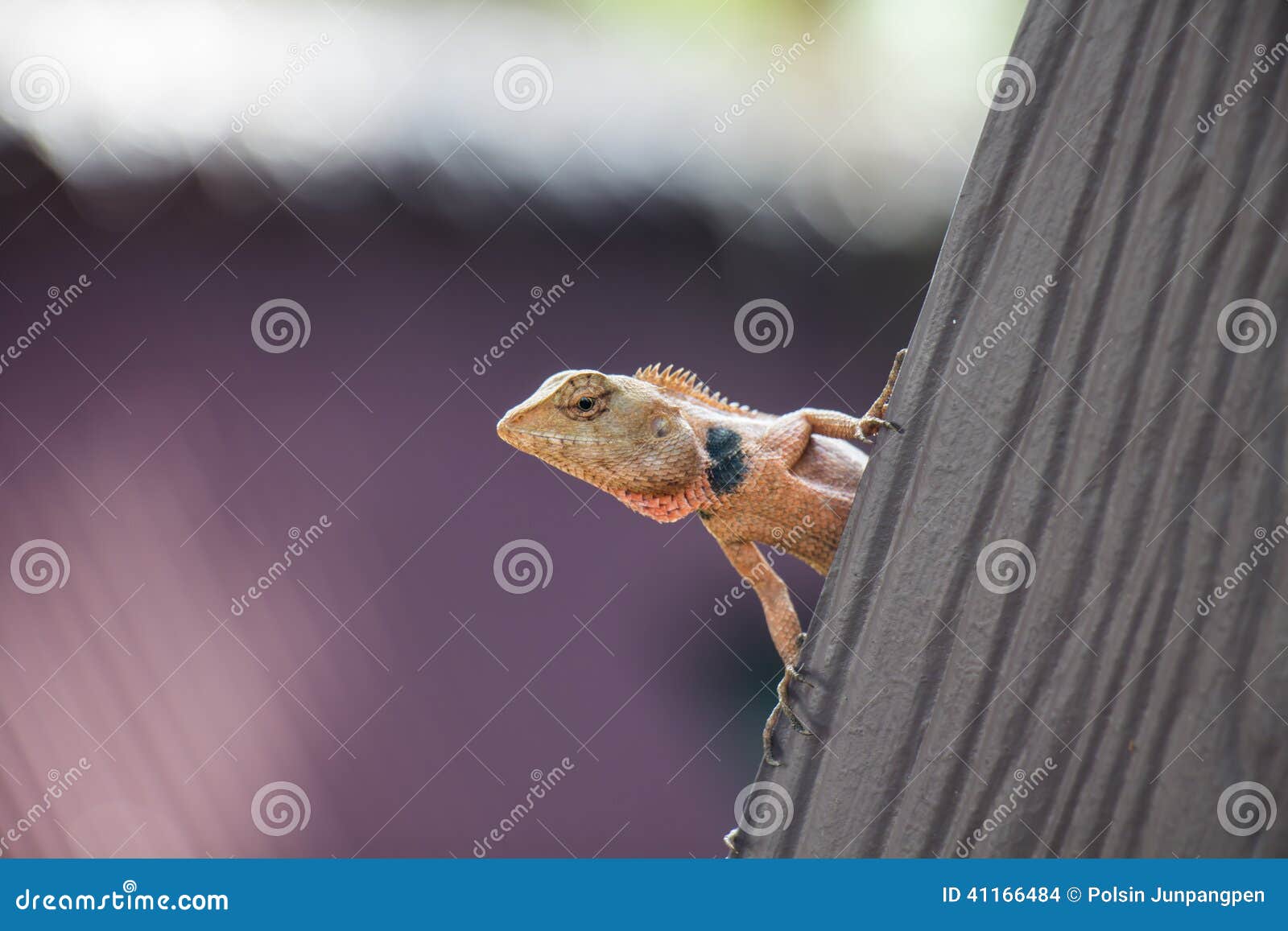 Tropical lizard stock photo. Image of nature, chameleon - 41166484