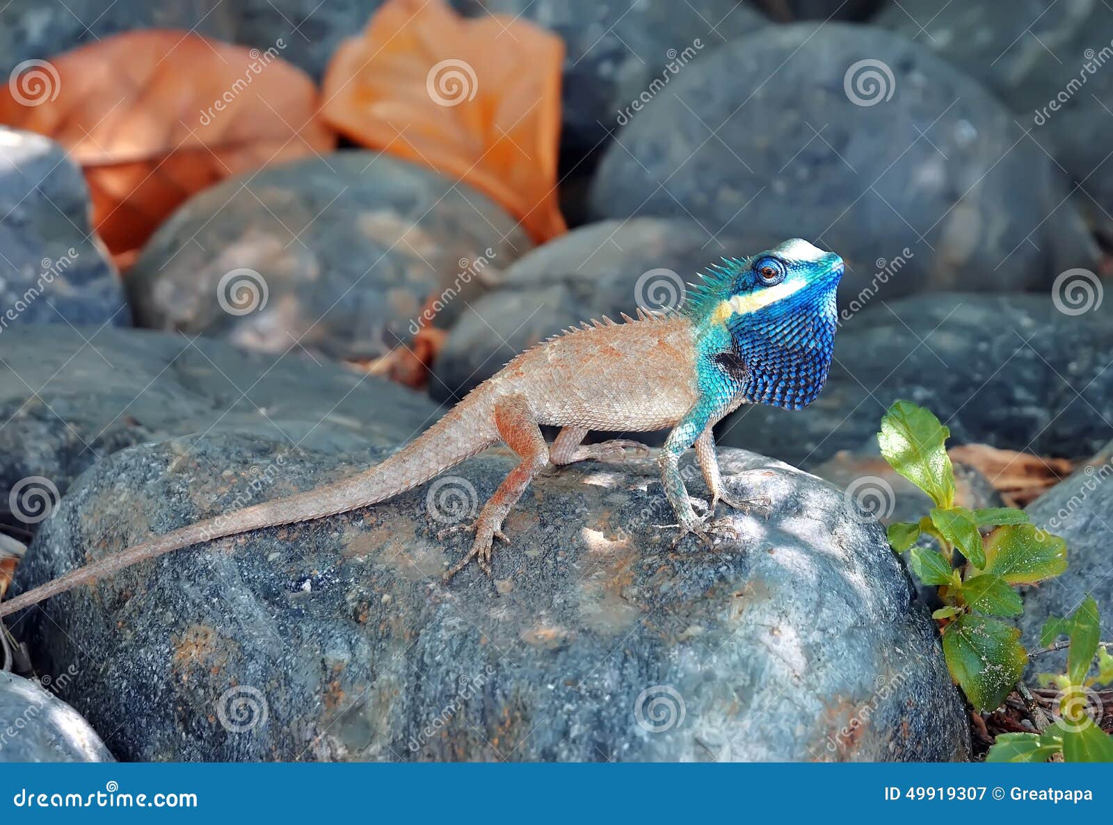 Tropical Lizard on the Stone Stock Image - Image of nature, leaf: 49919307