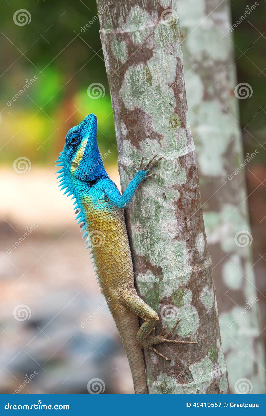 Tropical Lizard on the Tree Stock Image - Image of lizard, reptile ...