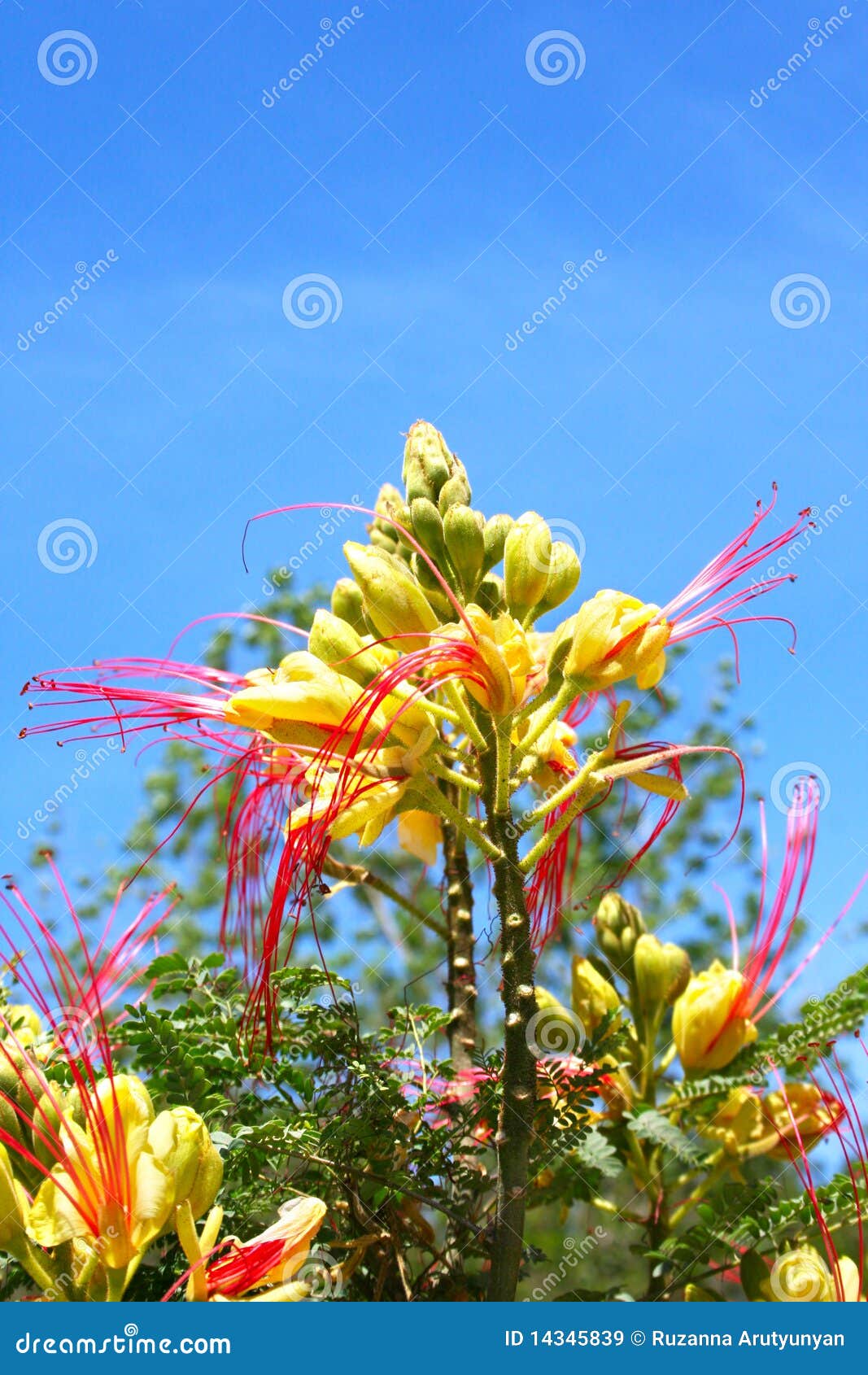 Tropical locust flower stock image. Image of bright, bloom - 14345839