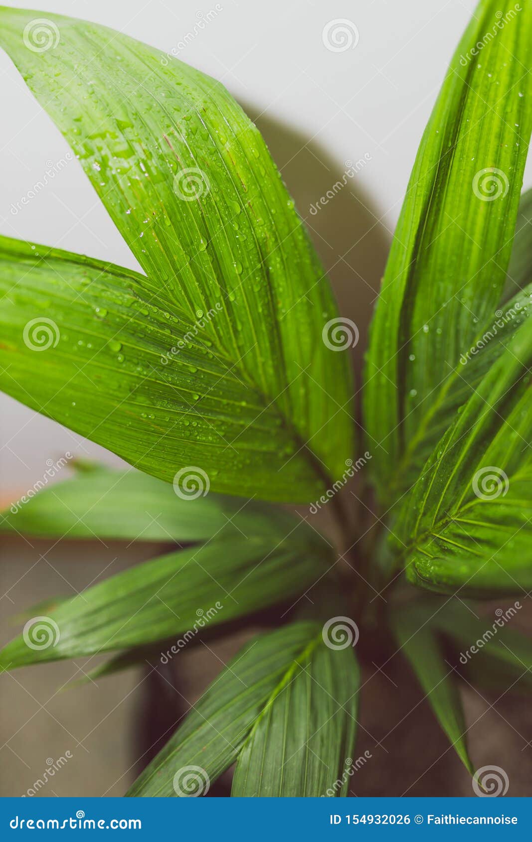 Tropical Looking Golden Cane Palm Tree Indoor Stock Photo - Image of ...
