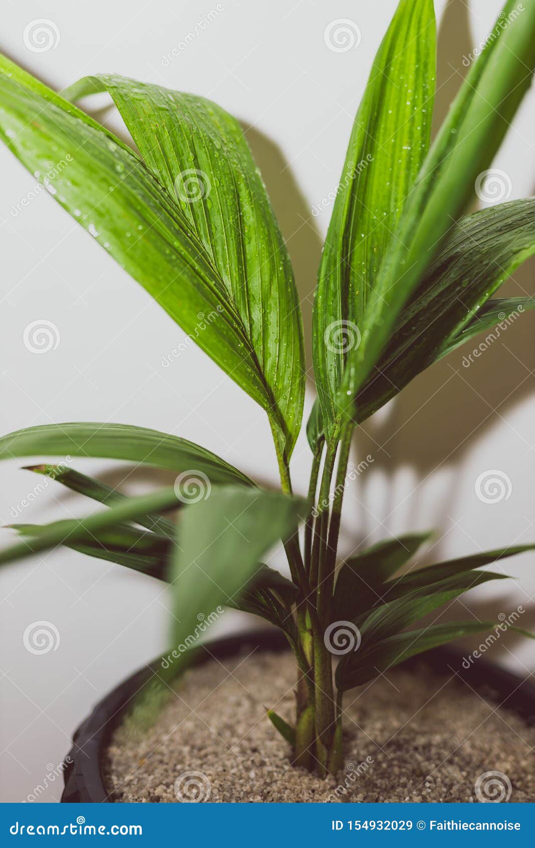 Tropical Looking Golden Cane Palm Tree Indoor Stock Image - Image of ...