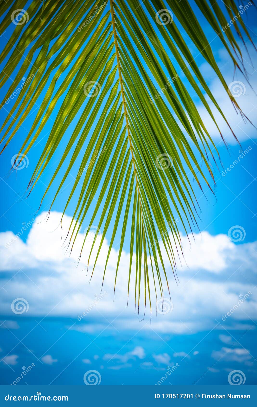 Tropical Maldives Beach with Plan Tree Leave Stock Image - Image of ...