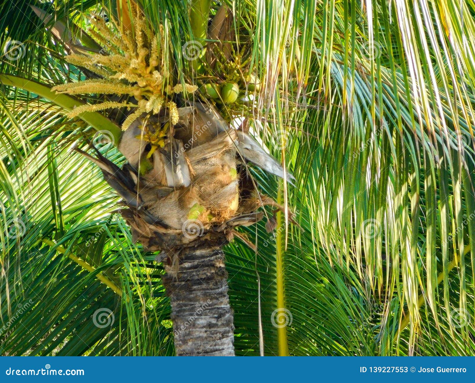 Palmango stock image. Image of mexico, stick, people - 139227553