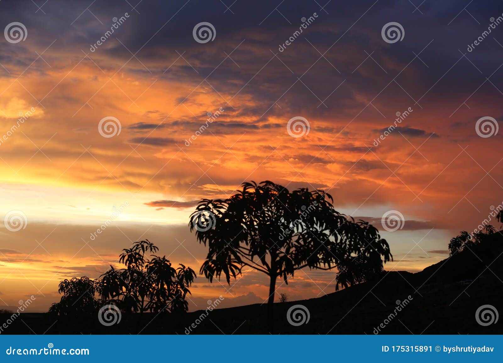 Tropical Mango Tree on Sunset Sky Nature Background Stock Image - Image ...