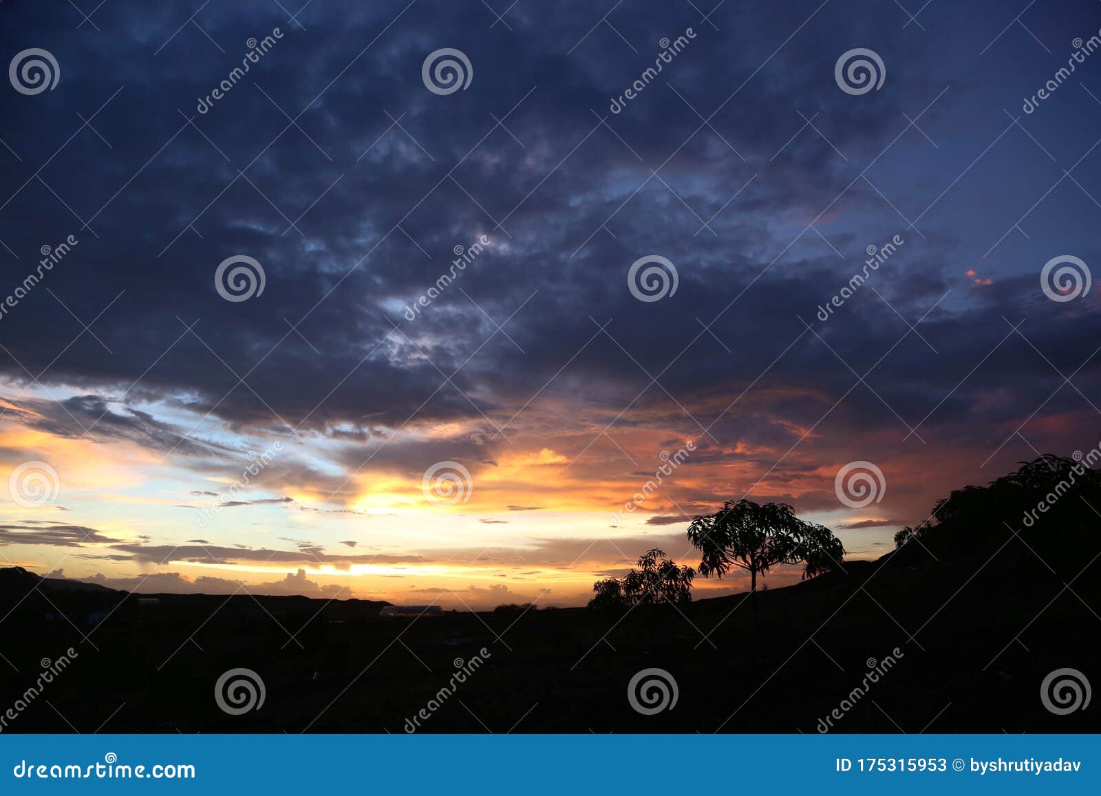 Tropical Mango Tree on Sunset Sky Nature Background Stock Image - Image ...