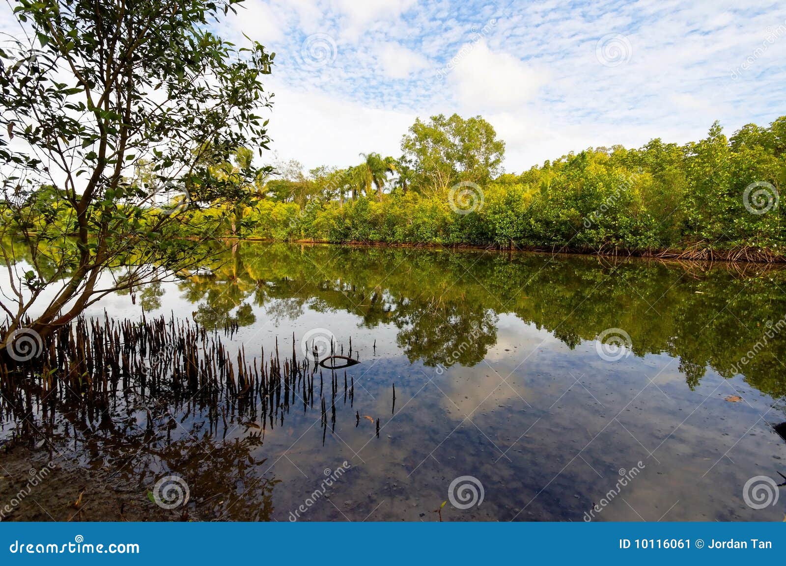 Tropical Mangrove Stock Photography | CartoonDealer.com #22741910