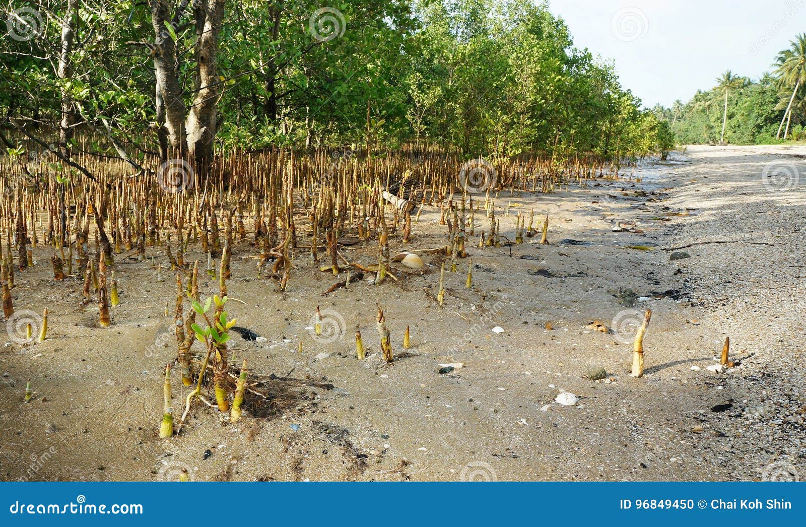 Tropical Mangrove Trees Complex Root System Stock Photo - Image of salt ...