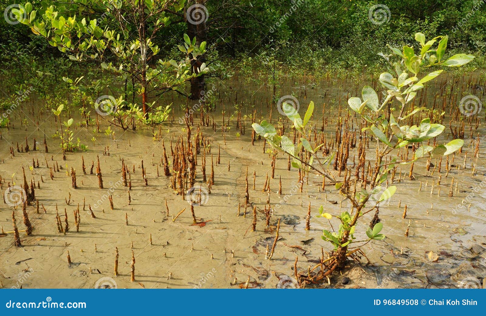 Tropical Mangrove Trees Complex Root System Stock Photo - Image of ...