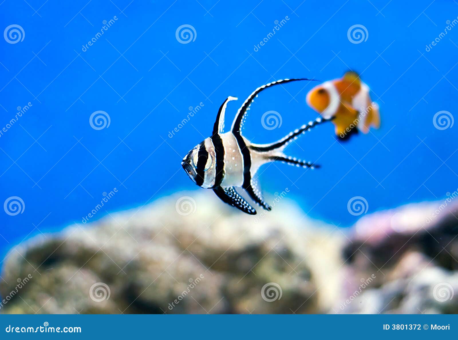 Tropical marine fish stock photo. Image of depth, environmental - 3801372