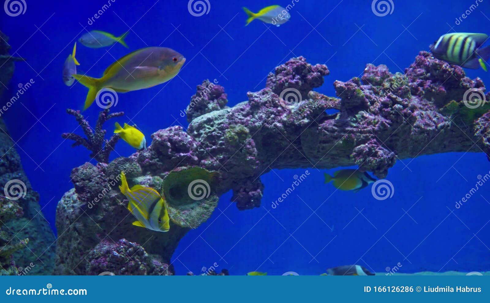 Tropical Marine Fish in a Large Aquarium Stock Footage - Video of ...