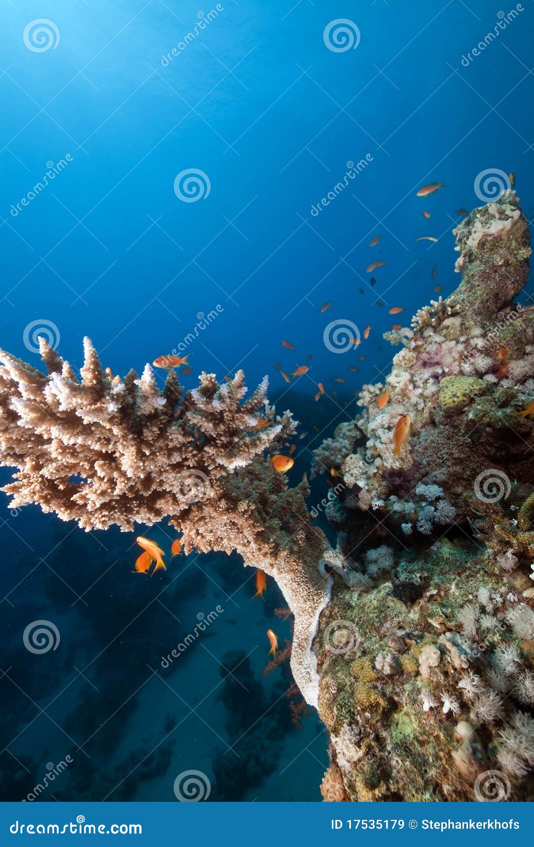 Tropical Marine Life in the Red Sea. Stock Image - Image of school ...
