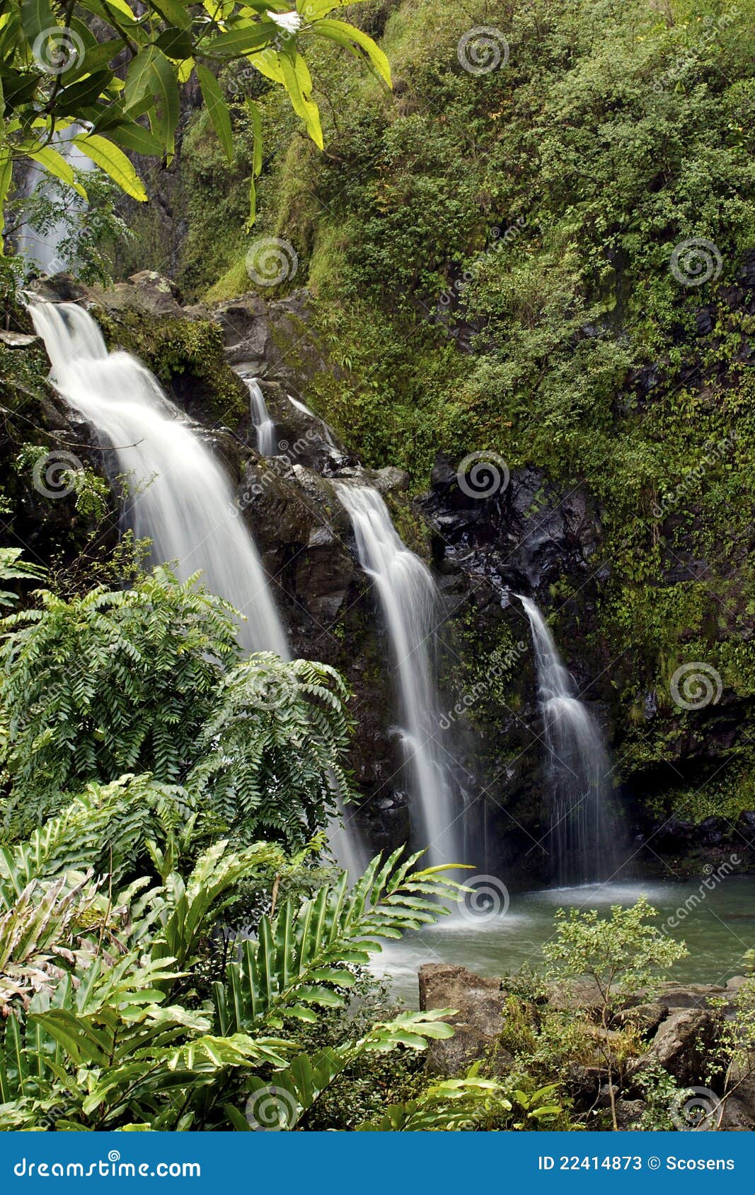 Tropical Maui Waterfall stock image. Image of jungle - 22414873