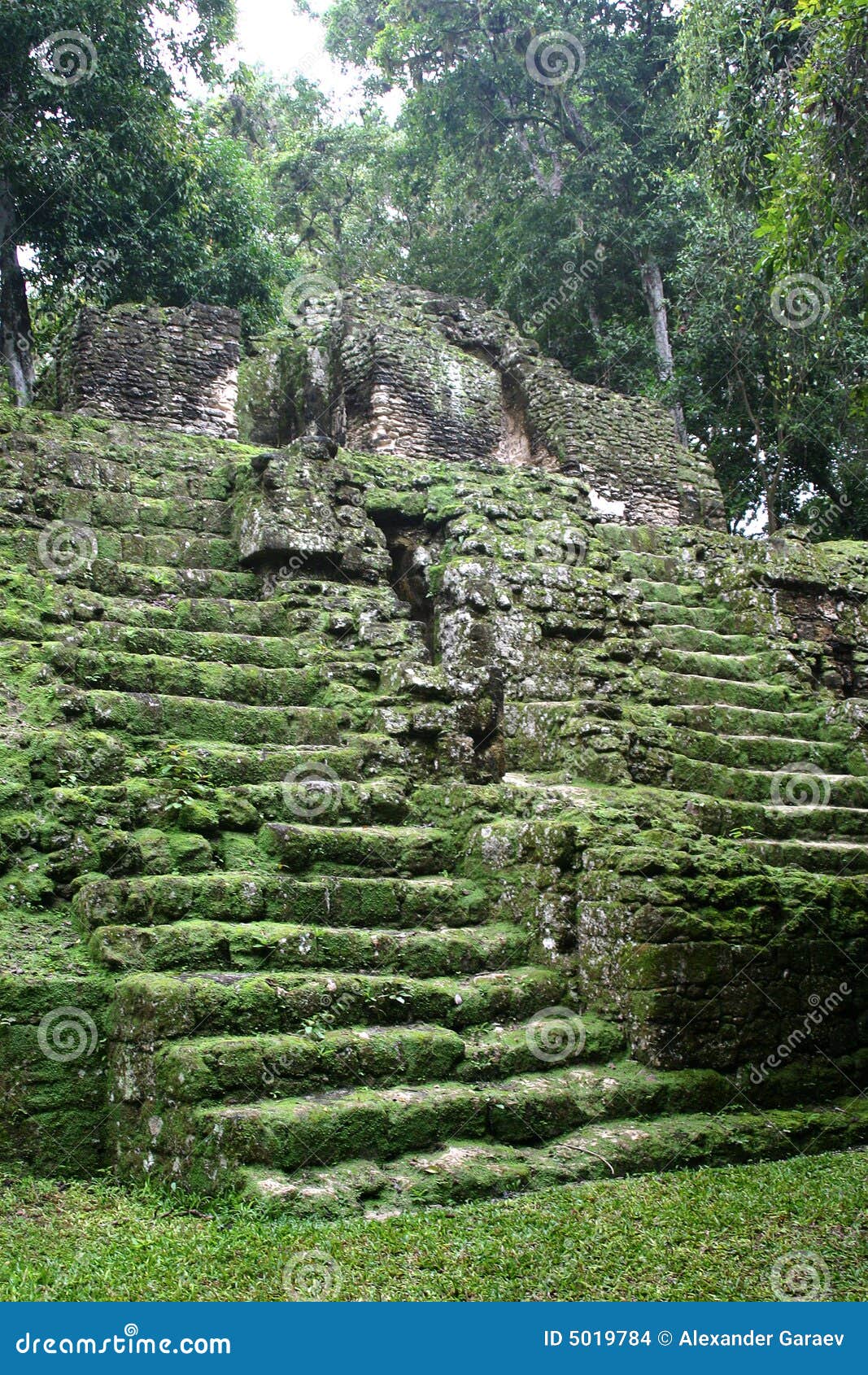 Tropical maya stairs stock photo. Image of maya, civilization - 5019784