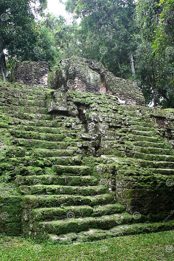 Tropical maya stairs stock photo. Image of maya, civilization - 5019784