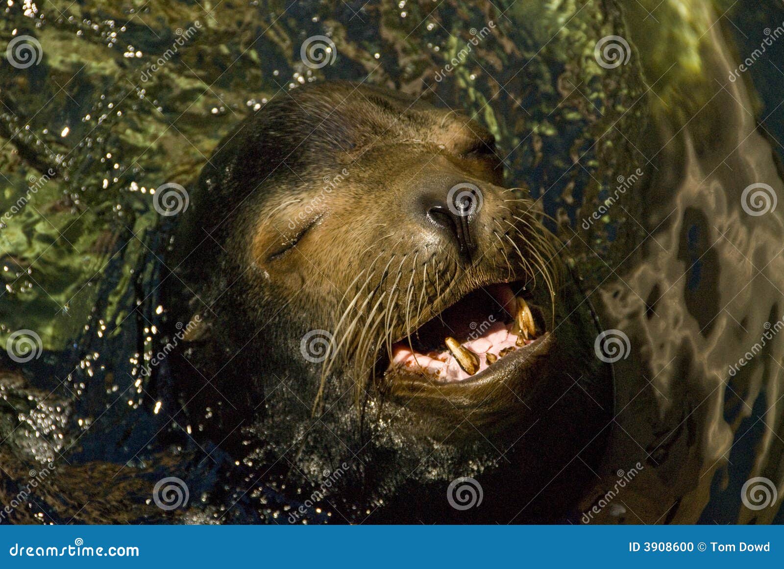Tropical Mexico seal stock photo. Image of wildlife, whiskers - 3908600