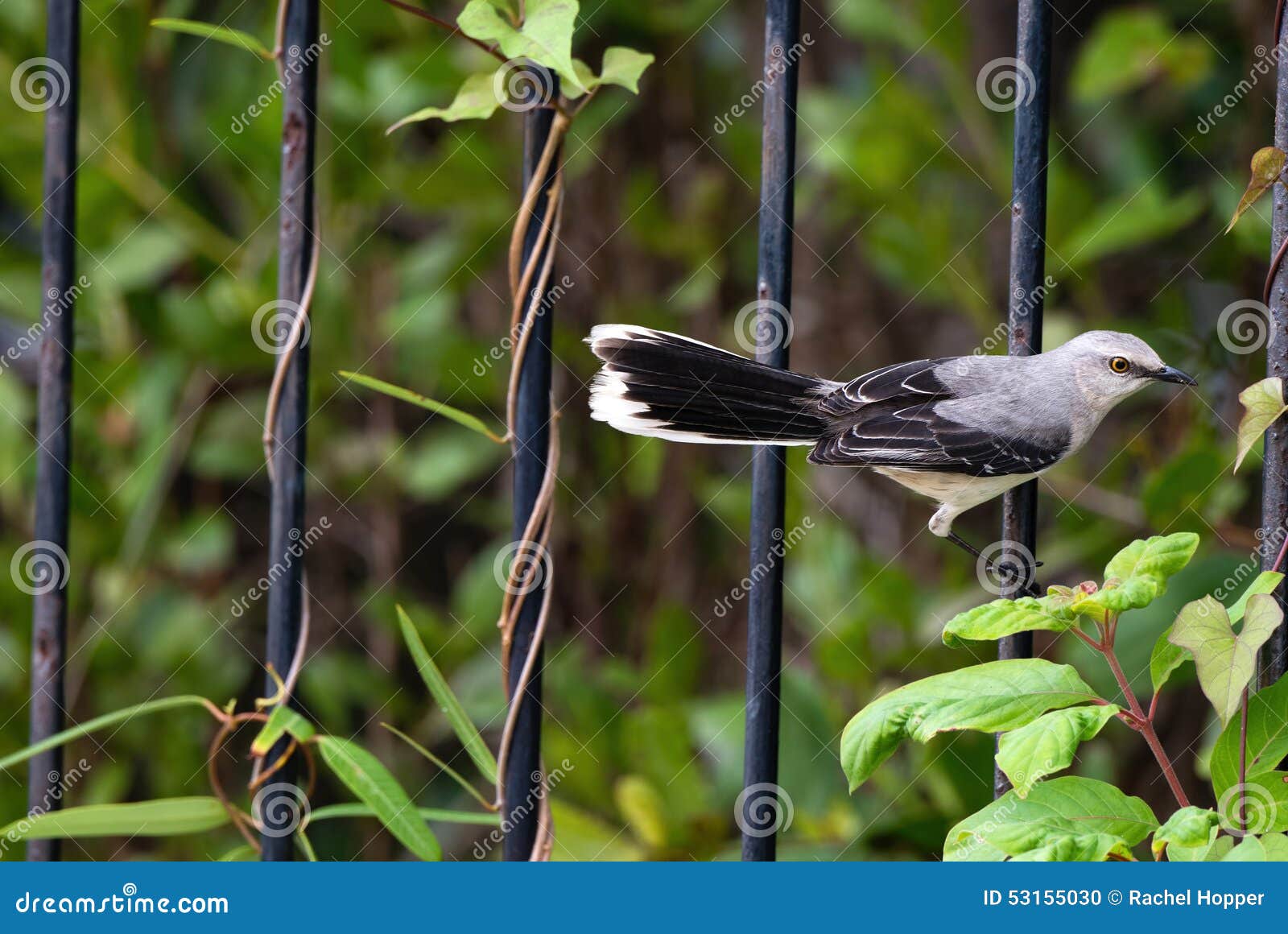 Tropical Mockingbird on an Iron Gate in Mexico Stock Photo - Image of ...