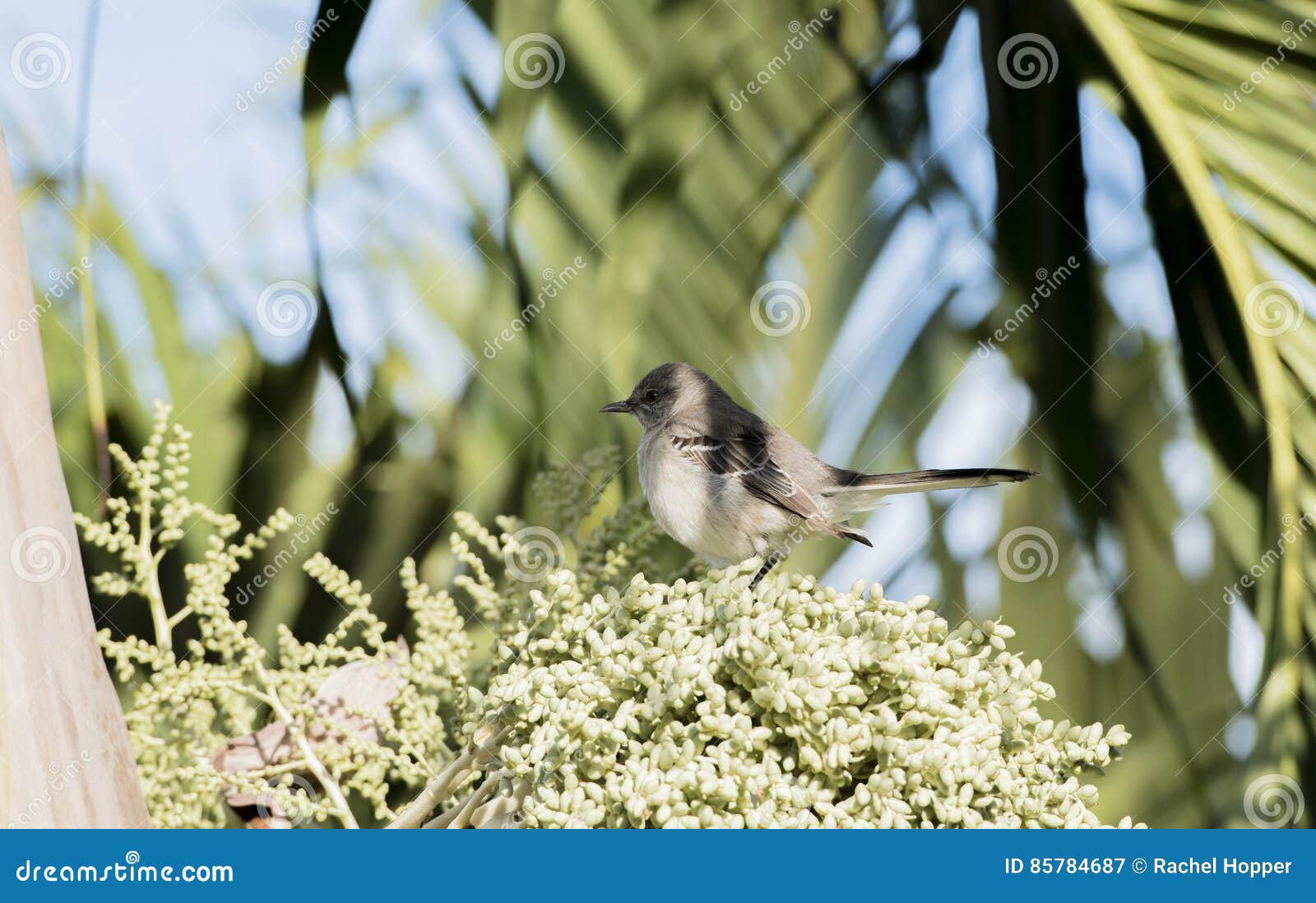 Tropical Mockingbird Mimus Gilvus in Mexico Stock Image - Image of ...