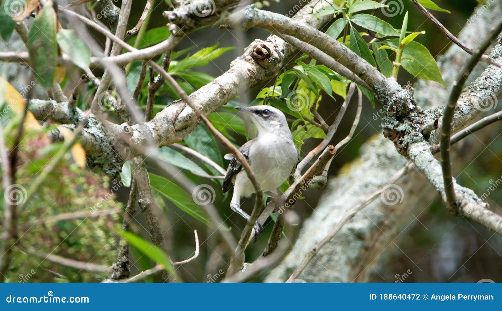 Tropical Mockingbird in a Tree Stock Photo - Image of cotacachi, rural ...