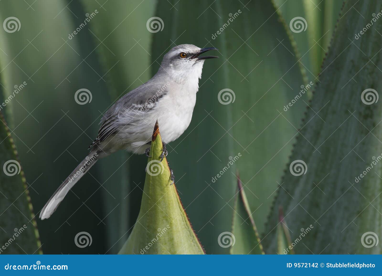 Tropical Mockingbird Eating A Gecko - Panama Stock Image ...