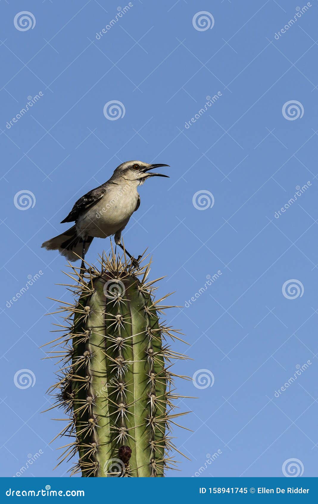 Tropical Mockingbird stock image. Image of tropical - 158941745