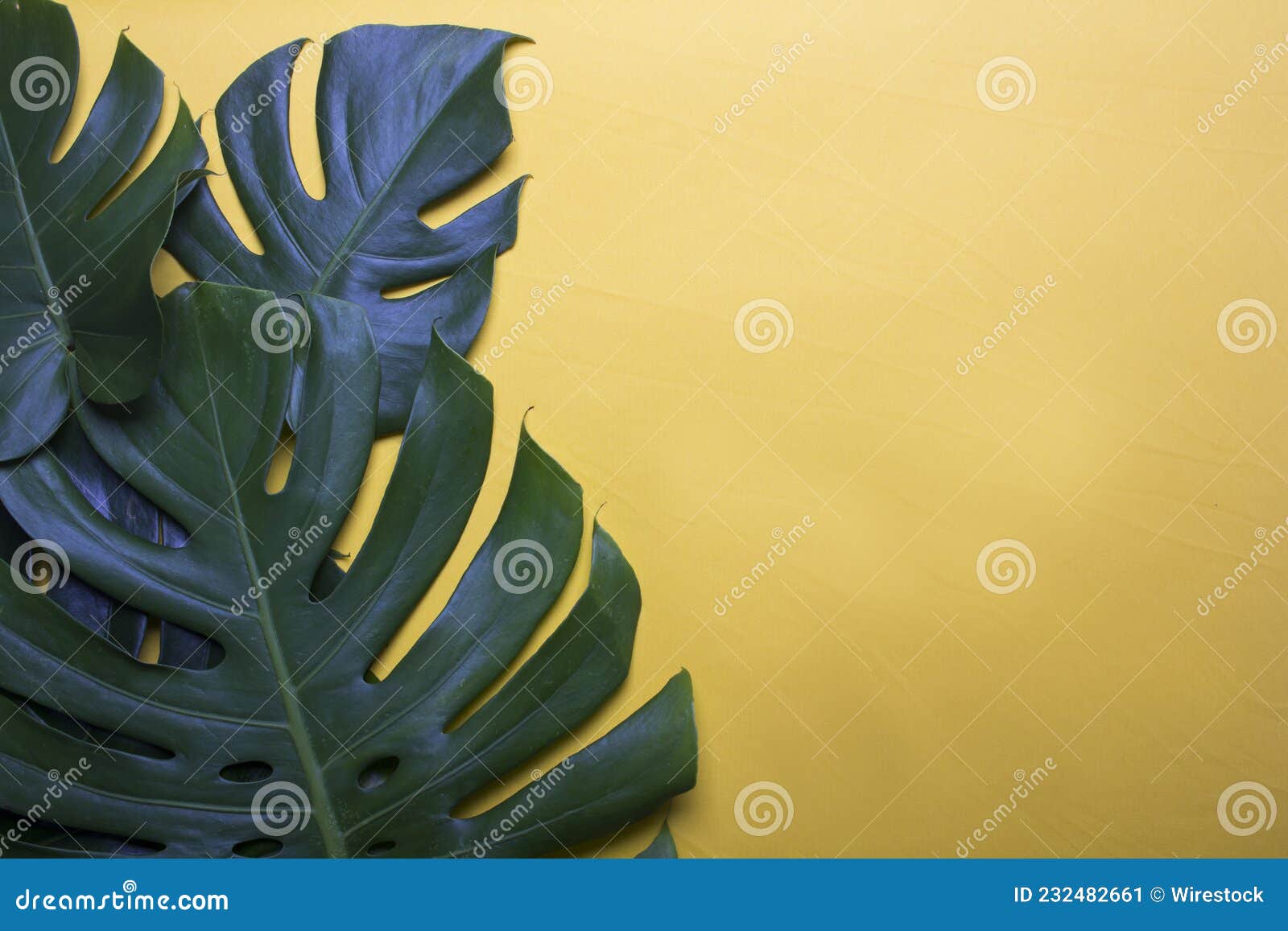 Tropical Monster Leaves on a Plain Background Stock Image - Image of ...