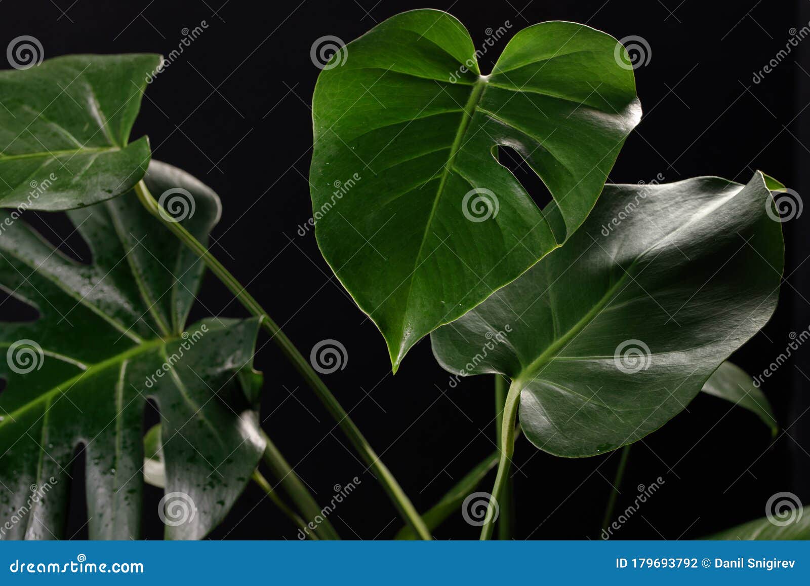 446 Monstera Family Stock Photos - Free & Royalty-Free Stock Photos ...