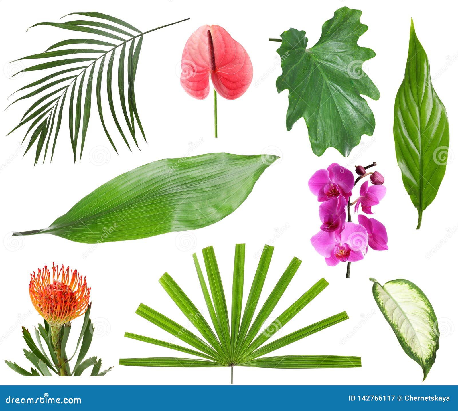 Tropical Monstera Leaf Isolated Stock Image - Image of exotic ...