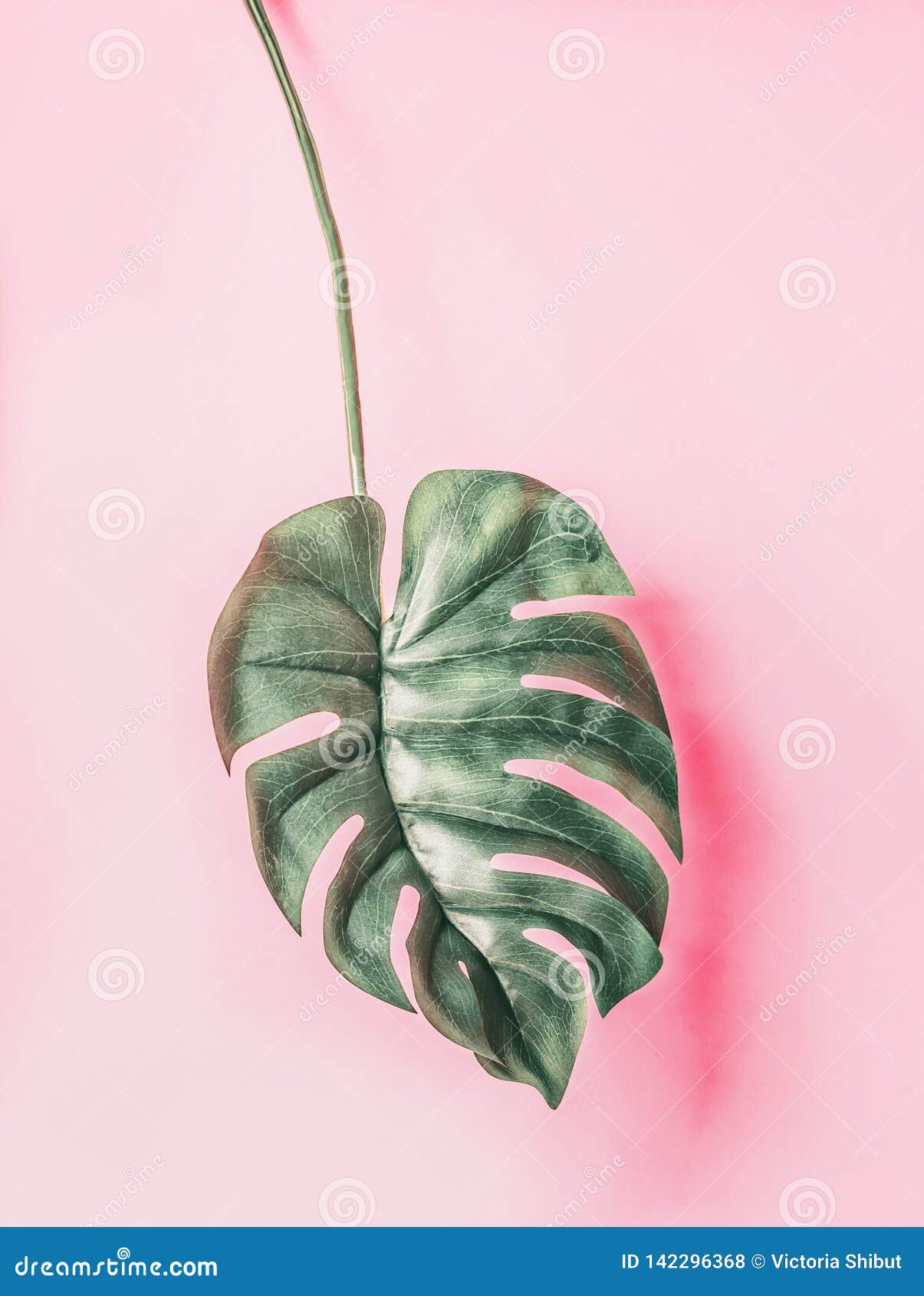 Tropical Monstera Leaf on Pink Background Stock Photo - Image of ...