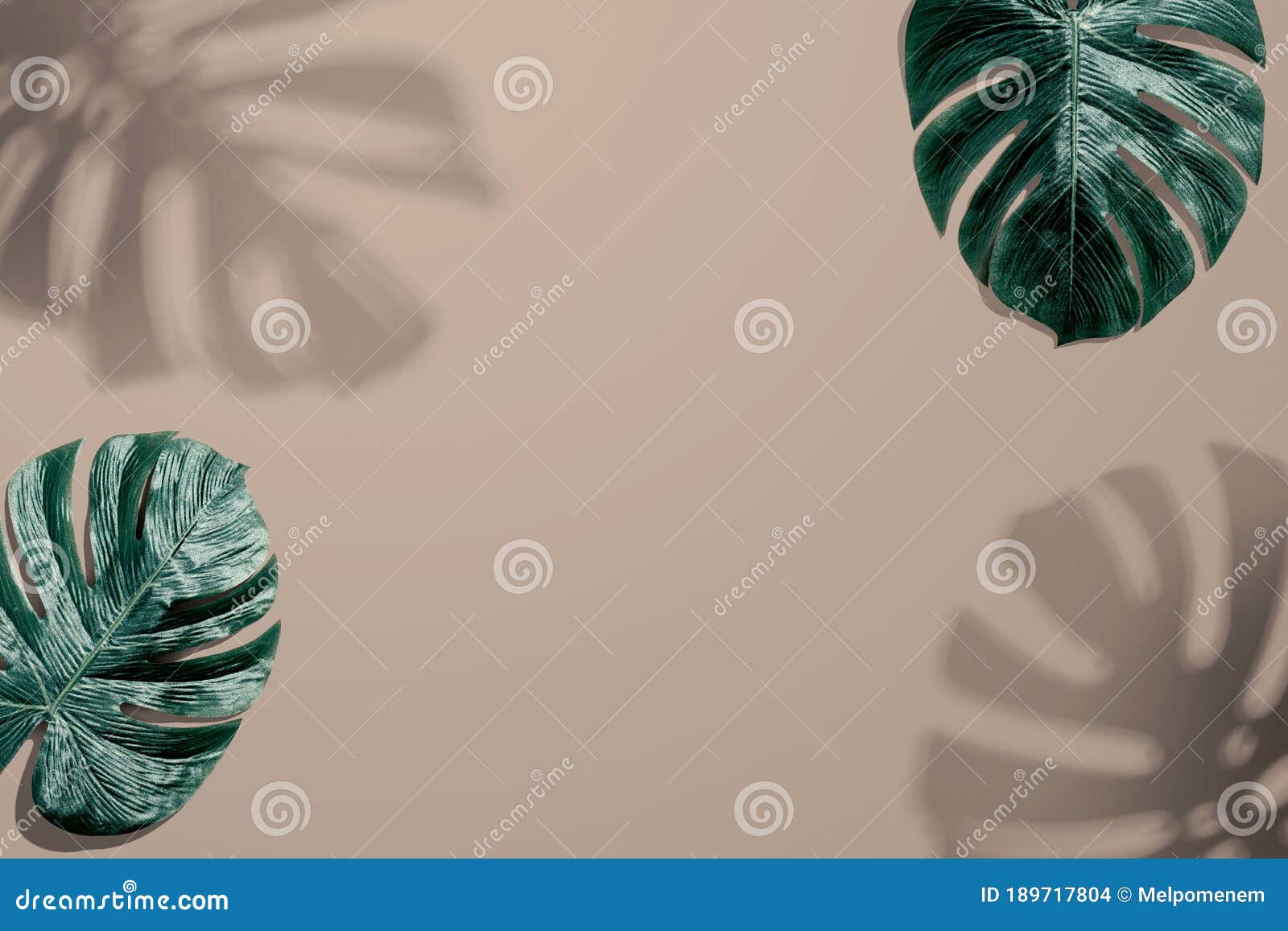 Tropical Monstera Leaf with Shadow Stock Photo - Image of exotic ...