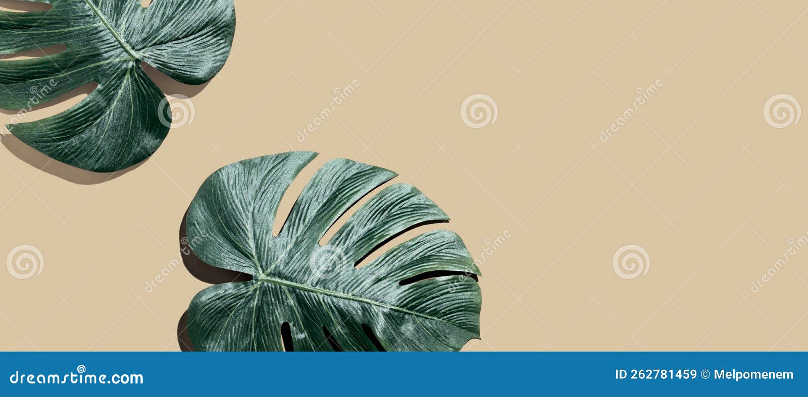 Tropical Monstera Leaves from Above with Shadow Stock Image - Image of ...