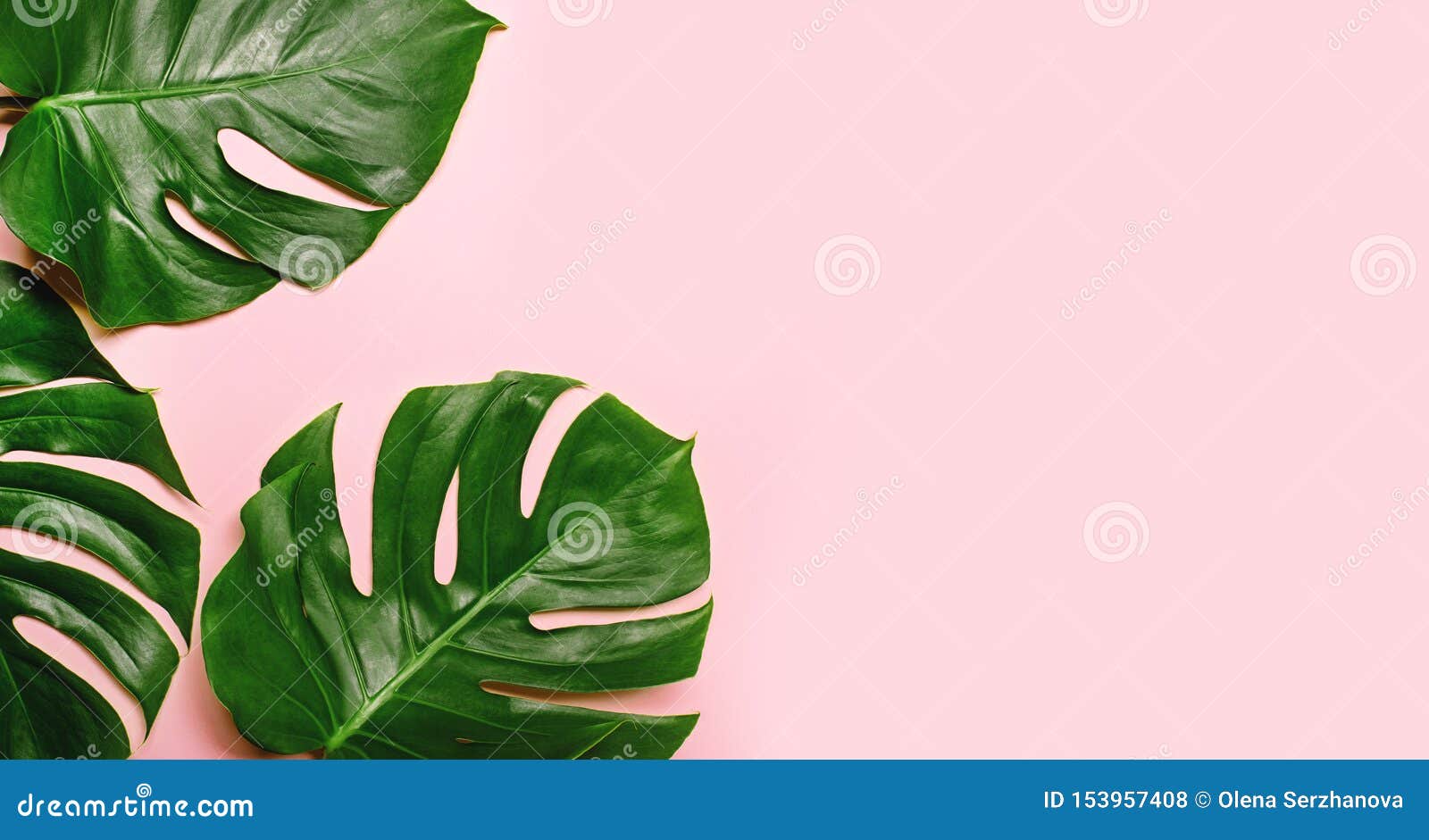 Tropical Monstera Leaves on Pink Background. Stock Photo - Image of ...