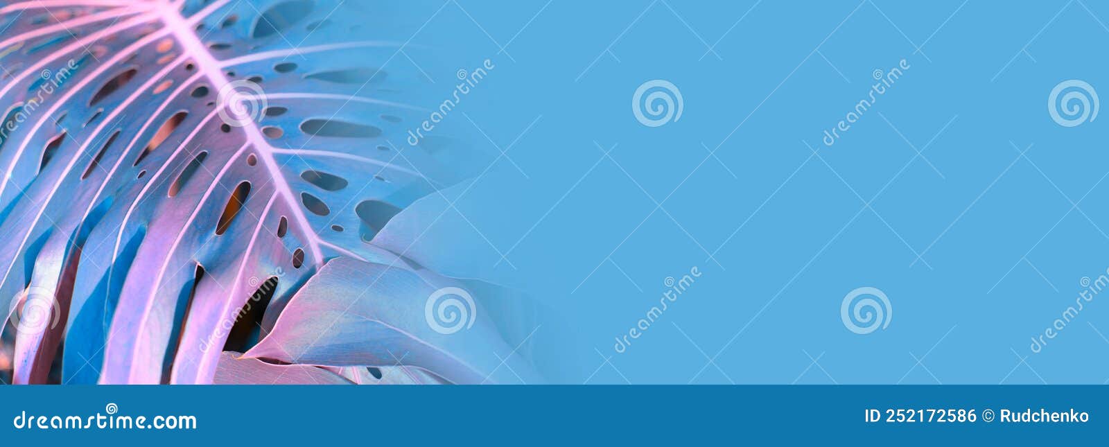 Tropical Monstera Plants. Nature Horizontal Long Background Stock Photo ...