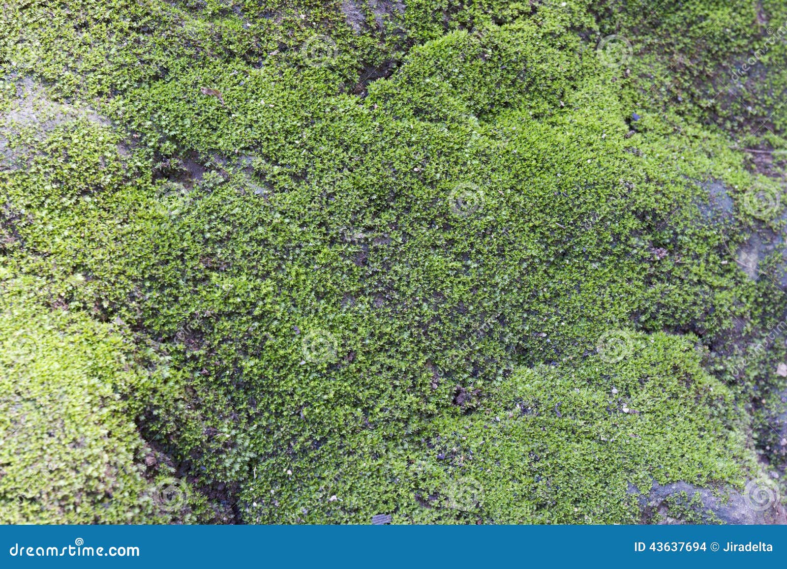Tropical Moss Texture stock photo. Image of pattern, grow - 43637694