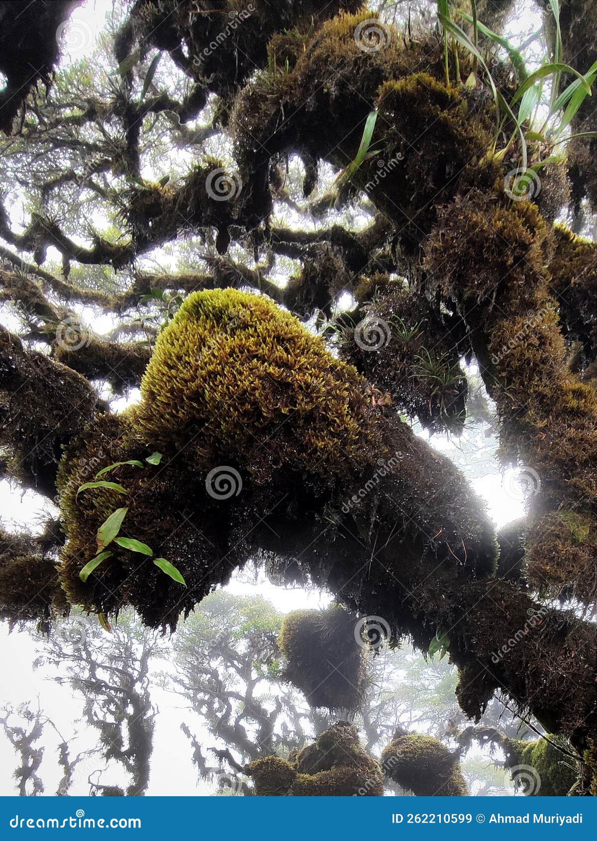 The Tropical Moss Tree Looks Beautiful Stock Image - Image of branch ...