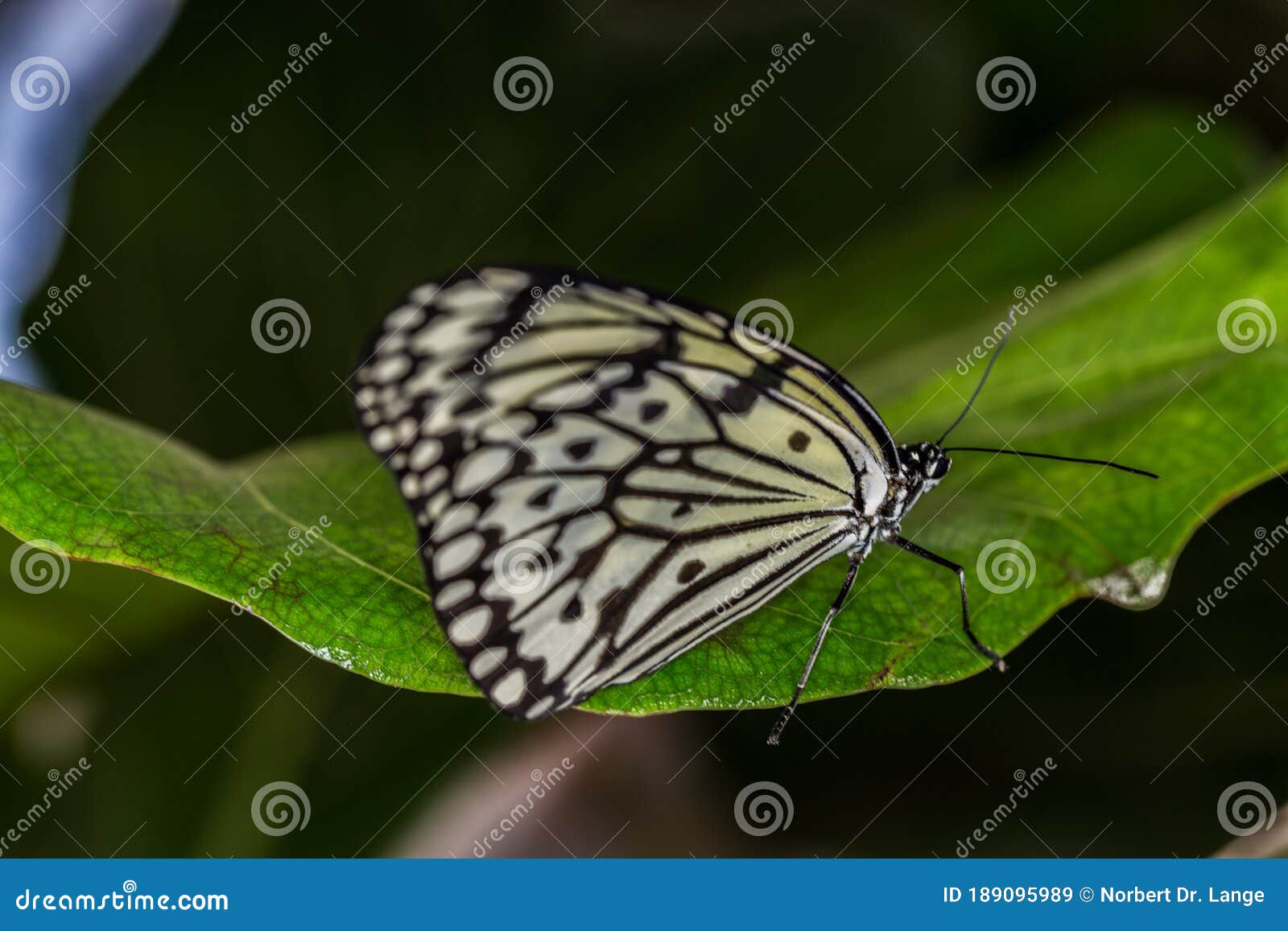 Tropical Moth White Tree Nymph Stock Image - Image of leaf, nymph ...
