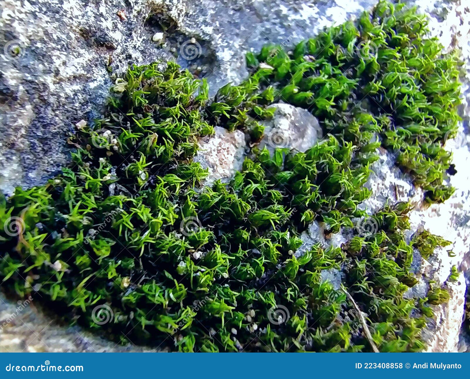 Tropical mountain algae stock photo. Image of woodland - 223408858