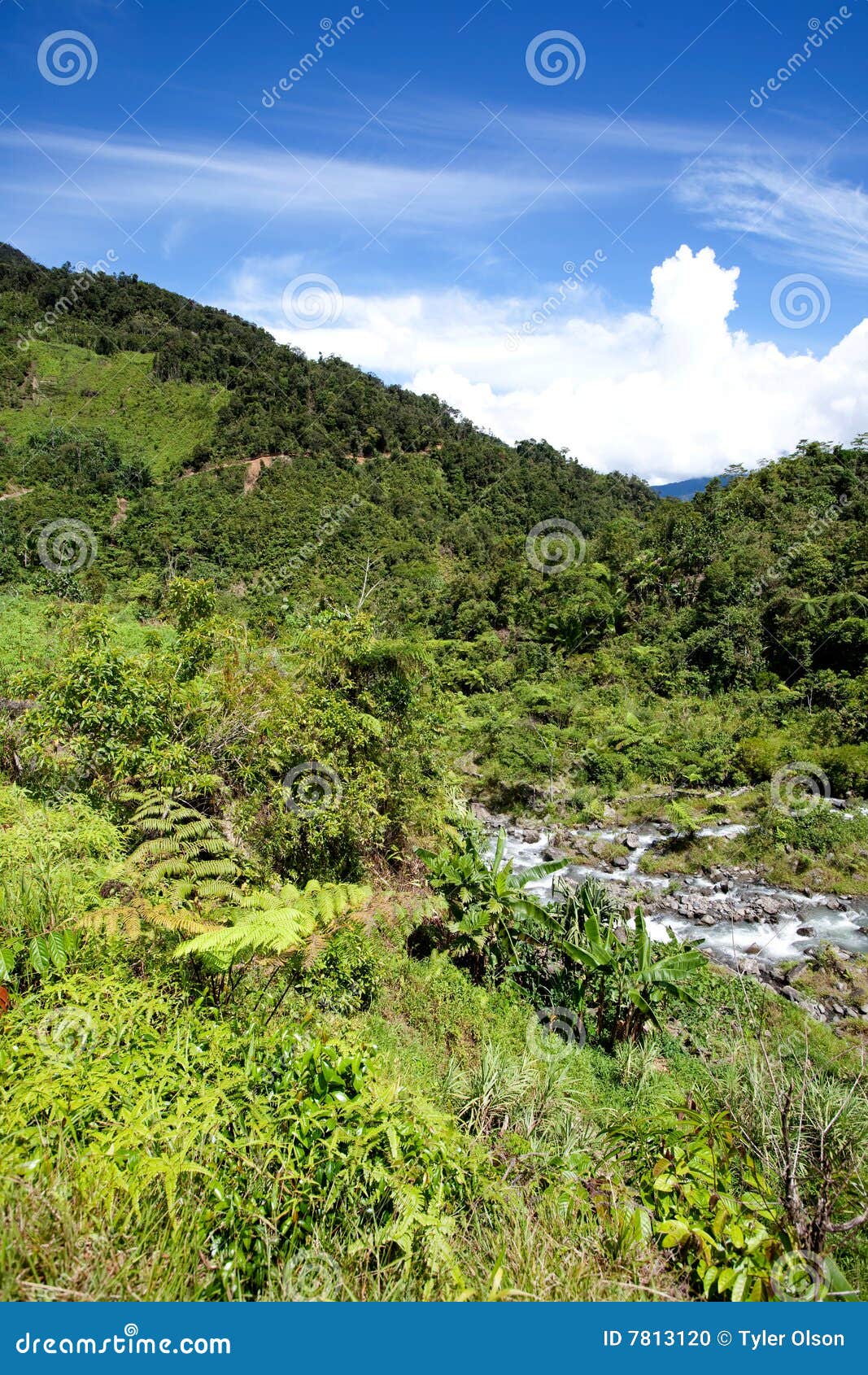 Tropical Mountain Landscape Stock Photo - Image of lush, plant: 7813120