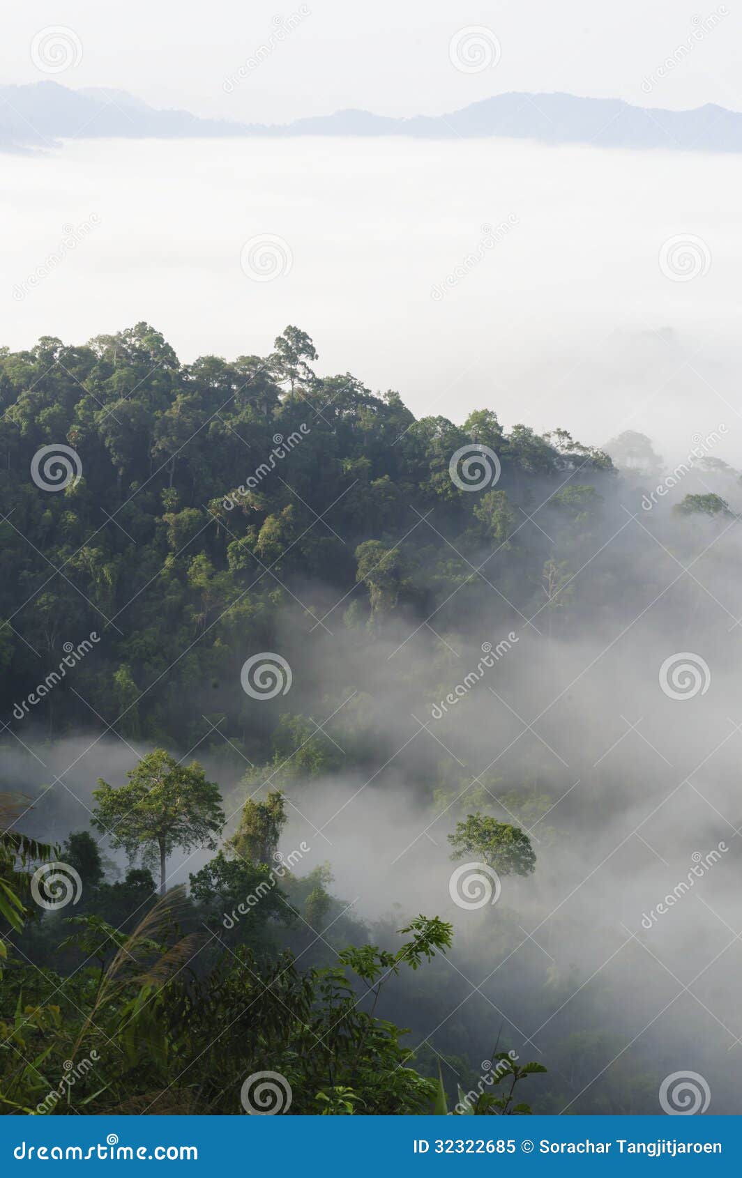 Tropical Mountain Mist in Rain-forest Thailand. Stock Image - Image of ...