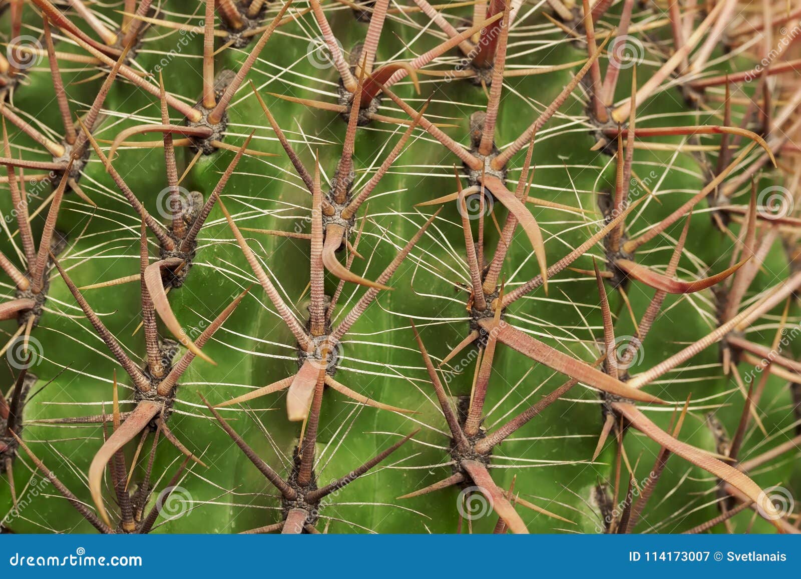 Tropical Natural Green Cactus Texture. Abstract Natural Pattern Texture ...
