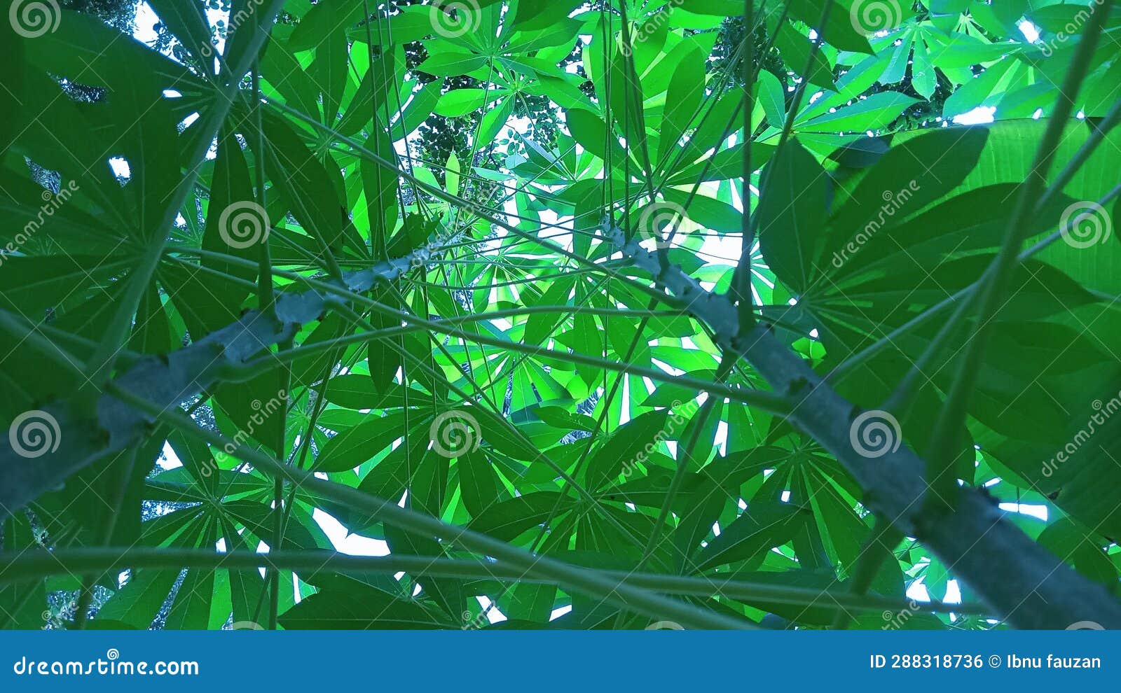 Tropical Natural Plants Cassava Stock Photo - Image of plant, cassava ...